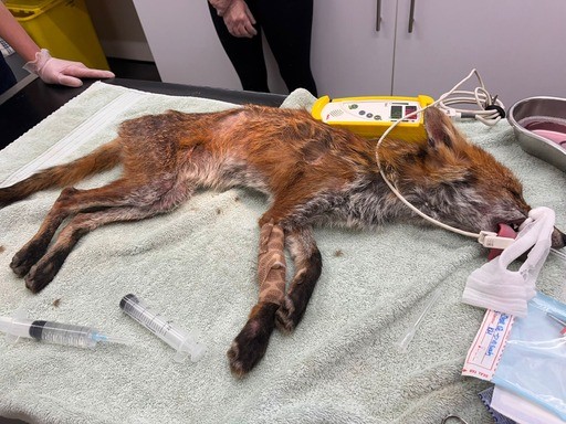 A red fox has been shot three times in Chessington. – Radio Jackie